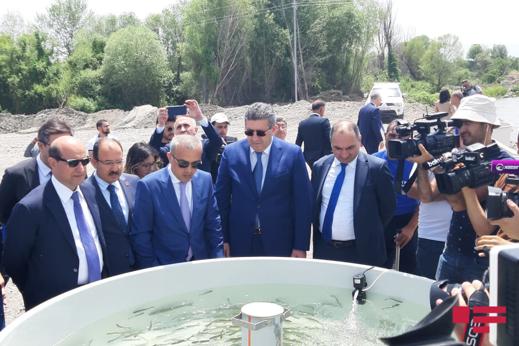 Həkəri və Bərgüşad çaylarına 3000 farel balığı buraxılacaq - FOTO